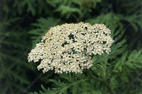 Allium White Giant Stock Image B8000079 Science Photo Library