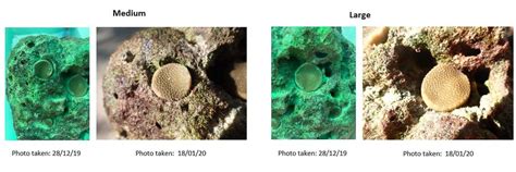 Microfragment Techniques In Coral Propagation Maldives Marine Savers