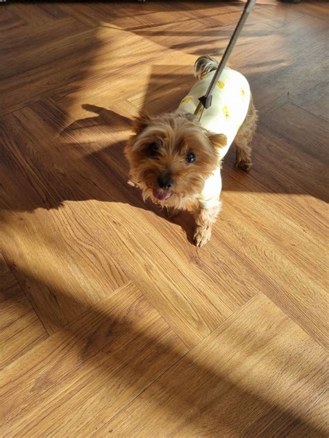 요크셔테리어 토토 말티즈크기 말티푸크기 푸들크기 먼치킨크기 랙돌크기 브리티쉬숏헤어크기 스코티쉬폴드크기 러시안블루크기 강아지크기 고양이크기 유기견임시보호 유기묘임시보호 강아지