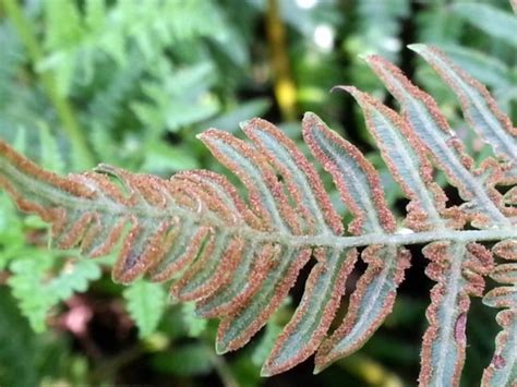 산나물 고사리 재배의 포자번식방법과 뿌리줄기 종근 번식방법 알아보기 네이버 블로그