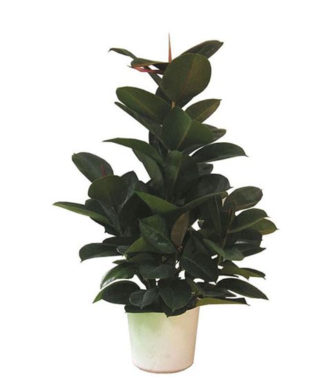 Ficus Elastica Robusta Latifolia