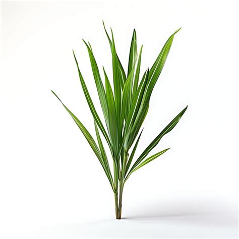 Premium Photo Timber Switchgrass Forest Green Single Upright Leaf