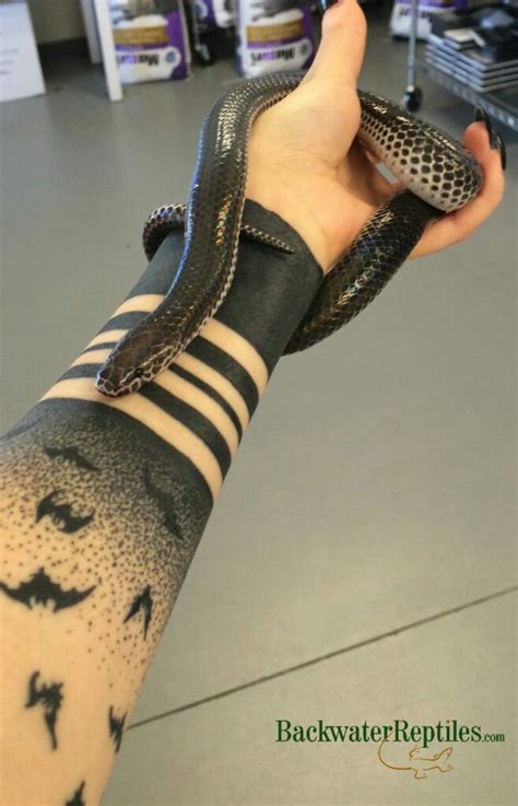 Sunbeam Snake Cute Snake Pet Snake Snake