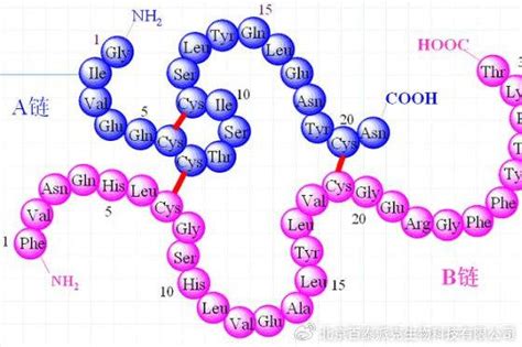 蛋白质的一级结构解析：揭示生物分子的基本构成 蛋白质 氨基酸 生物 新浪新闻