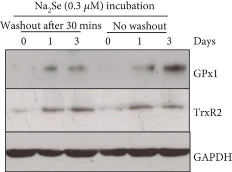 H2s Stimulates Sclyh2se Signaling A Cse Deficiency Reduced Scly