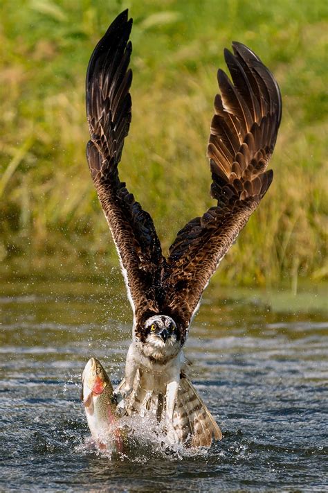 Osprey Osprey