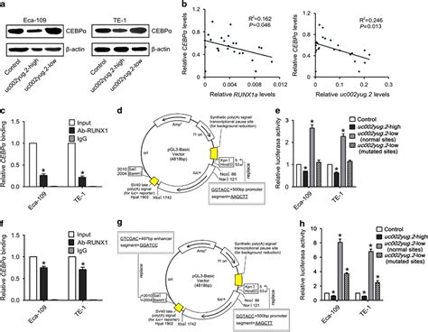 runx1 affected cebpα gene expression via conserved promoter and distal