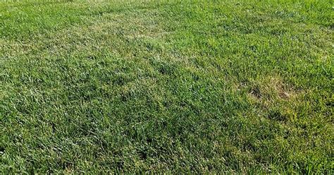 new fescue lawn less than 2 months old is browning despite daily