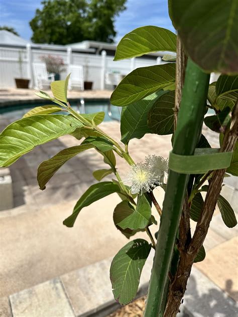 Ruby Supreme Guava Trees For Sale