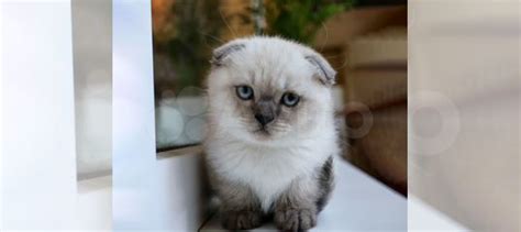 Шотландская вислоухая кошечка окрас Блю поинт купить в Ялте Животные и зоотовары Авито