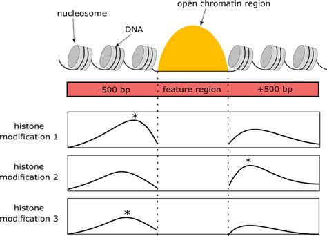 Toy Example Of A Feature Region And Histone Mark Signals Over It Top
