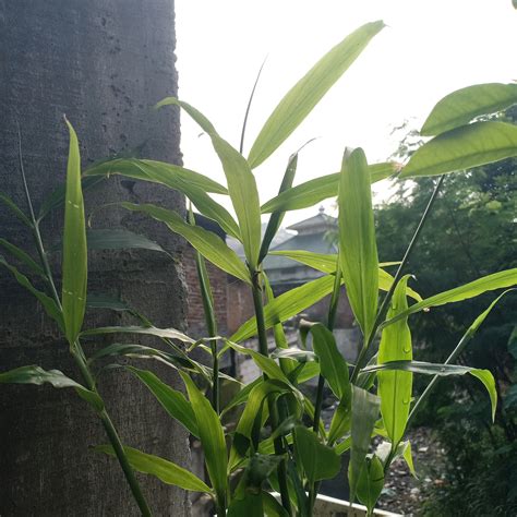 Jahe Si Rimpang Yang Ajaib Biodiversity Warriors Kehati