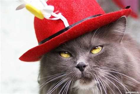 Кот в красной шляпе — Фото аватарки