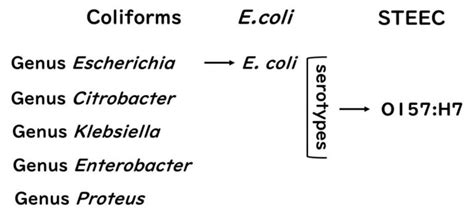 Understanding E Coli And Coliform Bacteria Key Differences Roles And Their Significance In