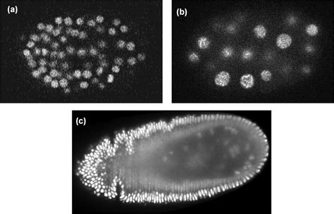 11 Representative Samples Of A Selected Slice From 3d Datasets Used In
