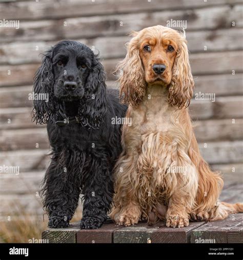 Inglese Cocker Spaniel Immagini E Fotografie Stock Ad Alta Risoluzione Alamy