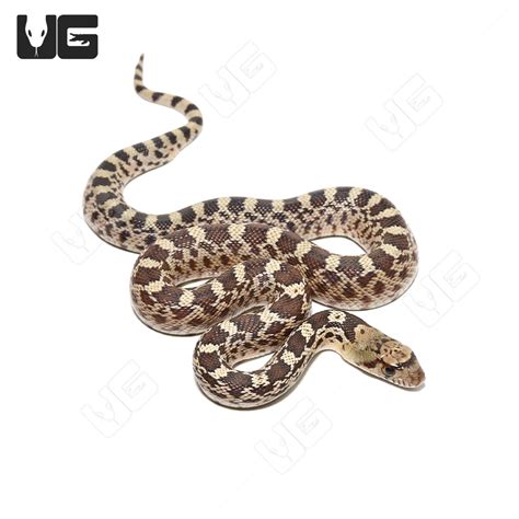 Cb Hatchling Sonoran Gopher Snake By Underground Reptiles Morphmarket
