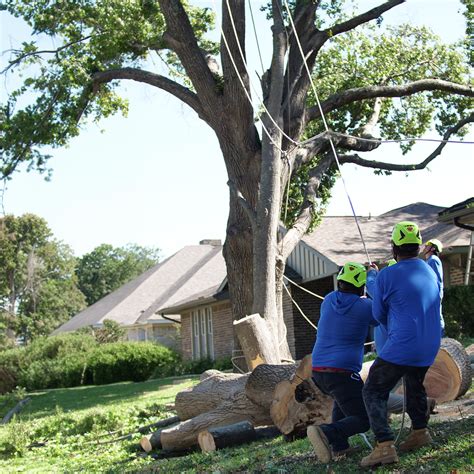 Tree Removal Trimming Pictures Texas Tree Surgeons