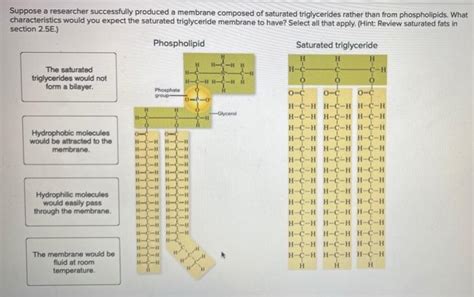 Solved Build A Cell Membrane Use The Labels To Draw And