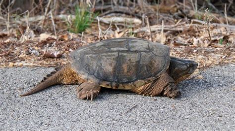 How Fast Can A Snapping Turtle Run Turtle Caring How Fast Can A Snapping Turtle Run Turtle Caring