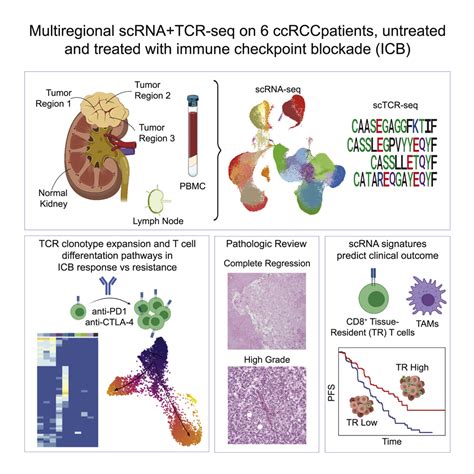 Single Cell Sequencing Links Multiregional Immune Landscapes And Tissue Resident T Cells In