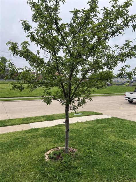 Cant Figure Out What This Tree Is Rtreeidentification