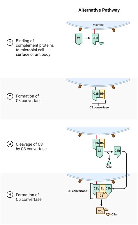 Alternative Pathway Of The Complement System