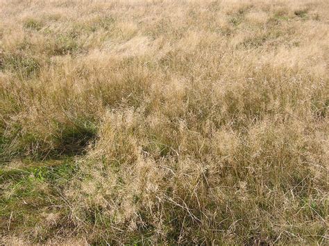 Dry Grass Texture Photo Files 1150323