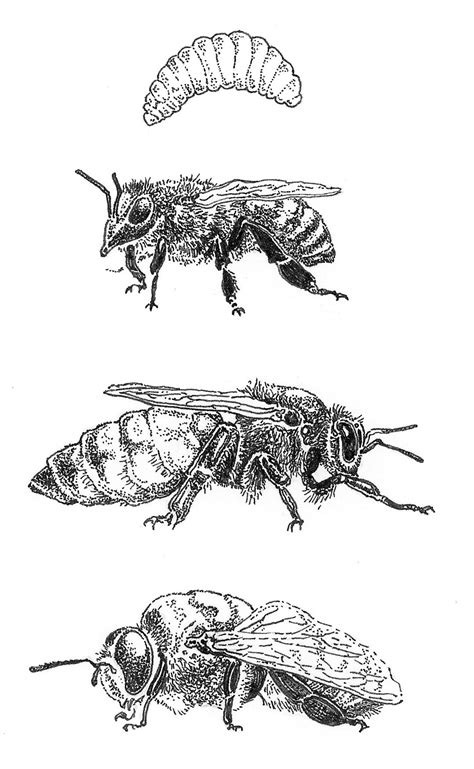 Scientific Drawing Of A Bee At Amanda Barbour Blog