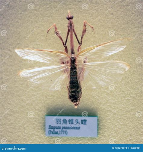 Insect Specimen Editorial Stock Image Image Of Amphibians 121273574