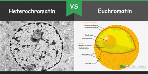 Difference Between Heterochromatin And Euchromatin Bio Differences