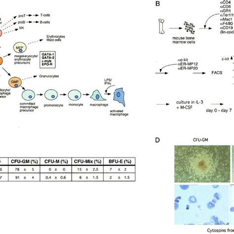 Precursor Purification Strategy A Hematopoietic Differentiation