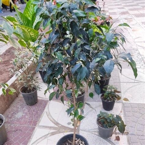 خرید و قیمت بنجامین بلک کیفیت عالی ارسال با تیپاکس ترب