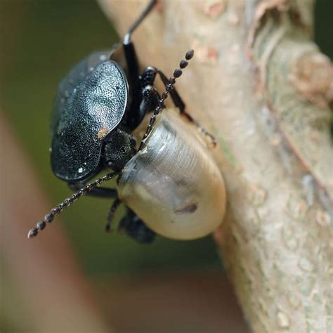 What Do Beetles Eat Learn About Nature
