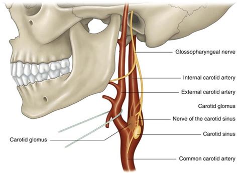 The Internal Carotid Artery And Its Branches Musculoskeletal Key
