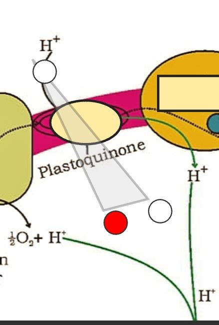 Io Polygon Tool Lines Alignment With The Dots Suggestions Anki Forums