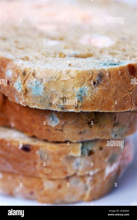 Pink Bread Mold Is Also Known As At Opal Forte Blog
