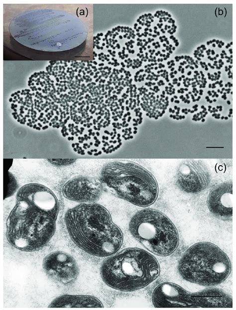 A Colony Formation On The Surface Of Polycarbonate Filters After 2 Download Scientific