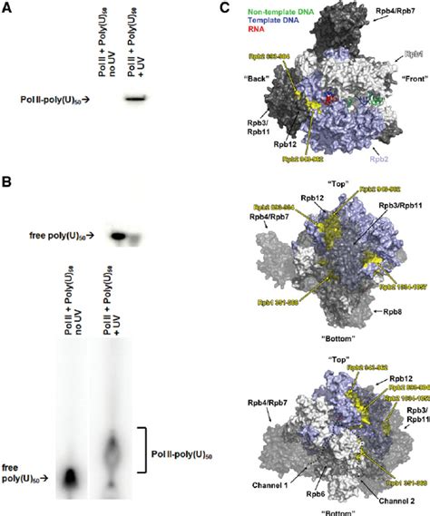 Binding Of Polyu Rna To Pol Ii Subunits A Purified Pol Ii Was Download Scientific