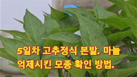 고추모종 억제시킨 모종 확인하는 방법 Youtube