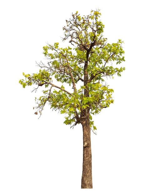 Page 13 47 000 Tree Transparent Pictures