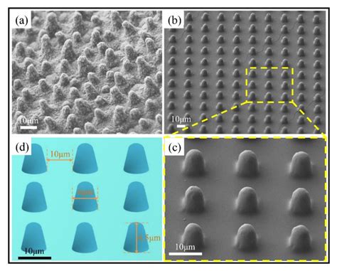 A The Microscale Papillae Surface Of The Lotus Leaf B
