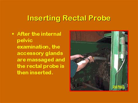 Inserting Rectal Probe
