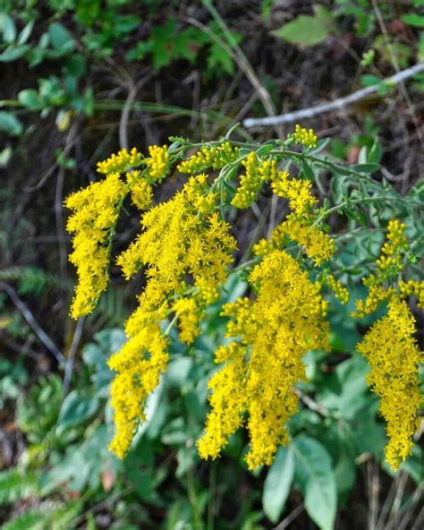 Plant Faqs Solidago Nemoralis Gray Goldenrod