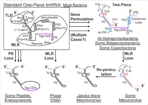 History Of The Tmrna Gene Precursor Rnas Are Shown Whose Dashed