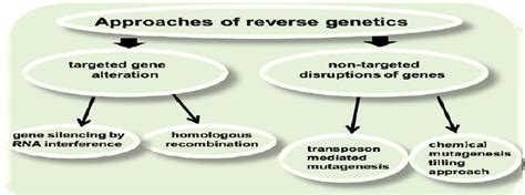 Approaches Of Reverse Genetics Download Scientific Diagram