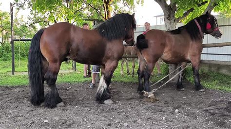 ПЕРВІСТОК ІГІ ЖЕРЕБЧИК САМБАРІ 7 ДНІВ ПОБАЧЕННЯ ІГІ ТА СЕДРІКИ ️ Youtube