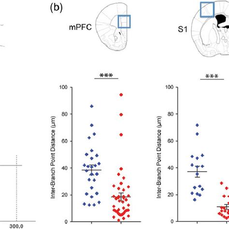 Axonal Morphology Predicts Segmental Myelination A Representative Pv Download Scientific
