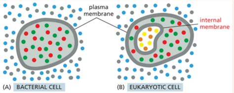 Cell Bio Lecture 15 Flashcards Quizlet