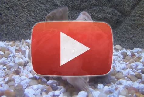 Assorted Angler Antennarius Sp Saltwater Fish For Sale